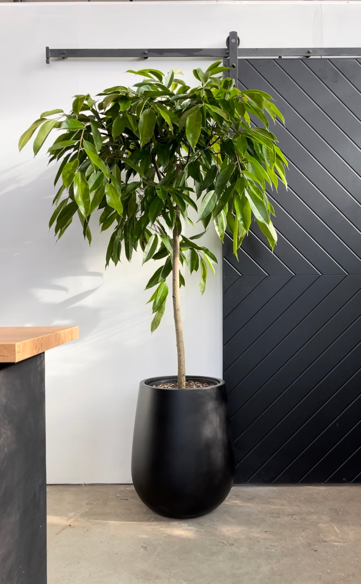 Ficus Amstel King | Narrow Leafed Fig | West Coast Jungle