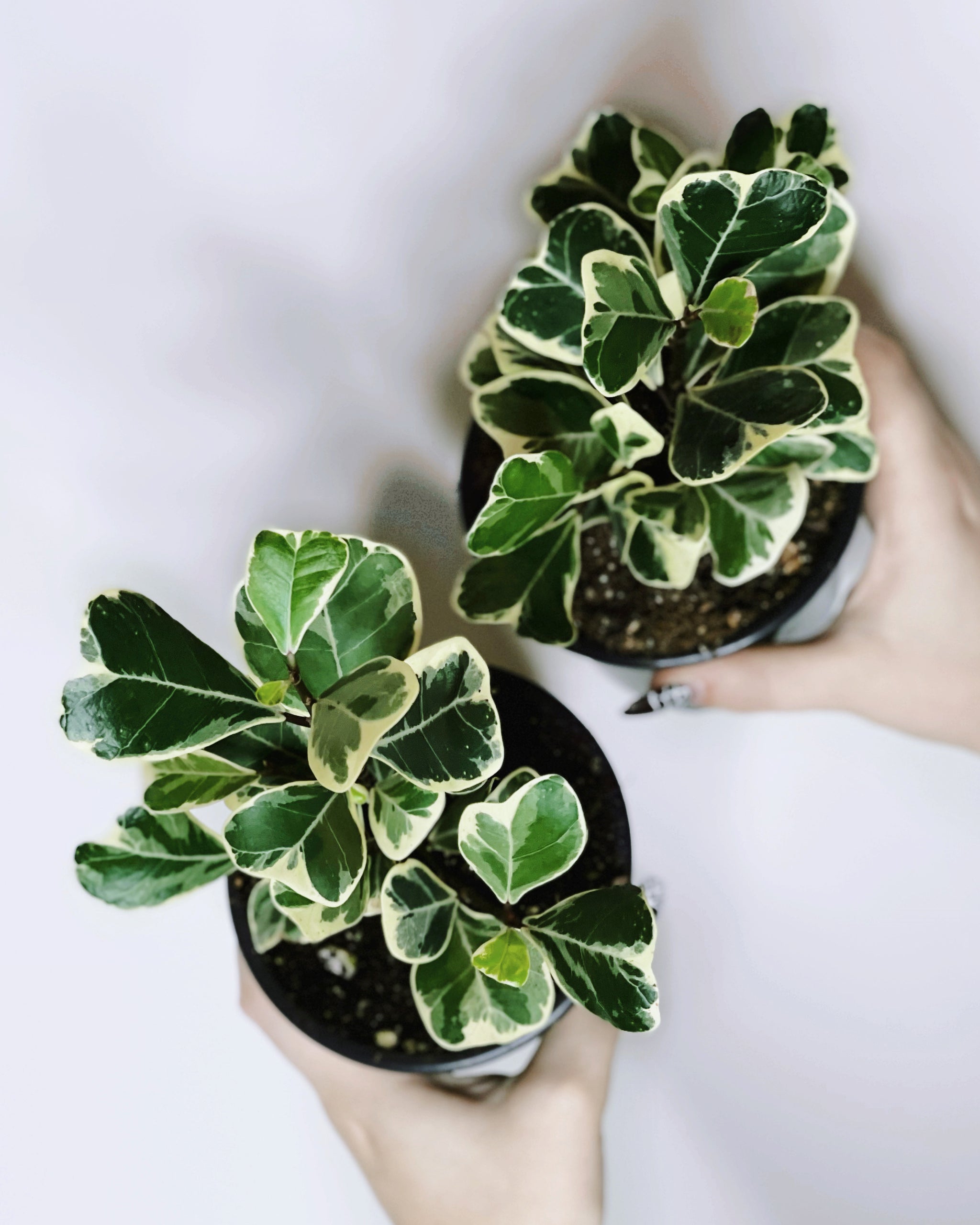 Ficus Triangularis Variegata