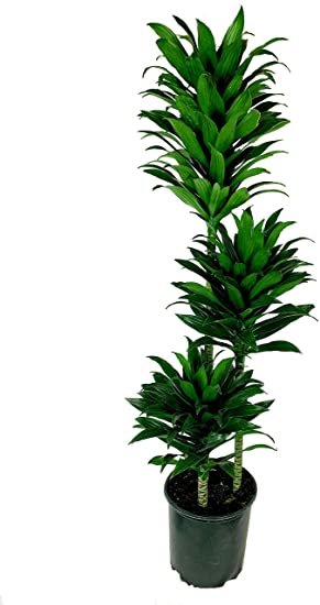 Enhance Your Space with Janet Craig Dracaena